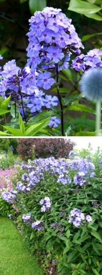 Phlox paniculata blue paradise store
